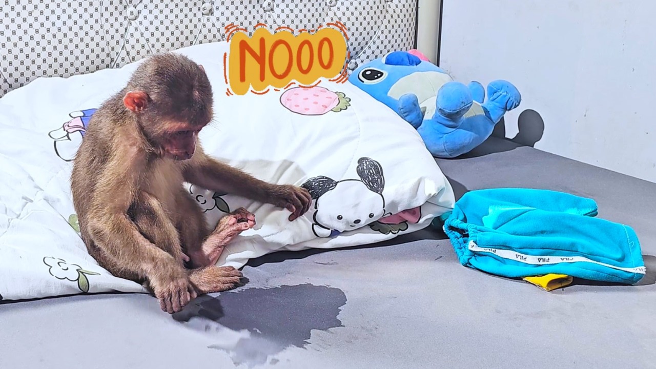 Sleepy Surprise! Monkey SU Funny Shame Over a Little Leak! - YouTube