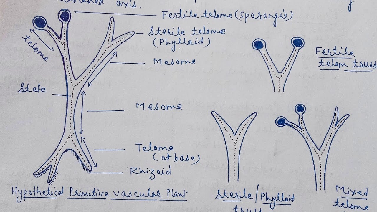 Telome theory (Origin of Higher Vascular Plant) || Dr. Govind Kumar ...
