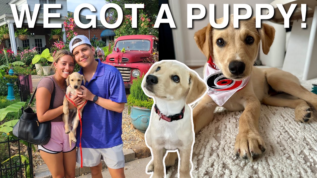 WE GOT A PUPPY | preparing, picking him up & our new life with a dog ...