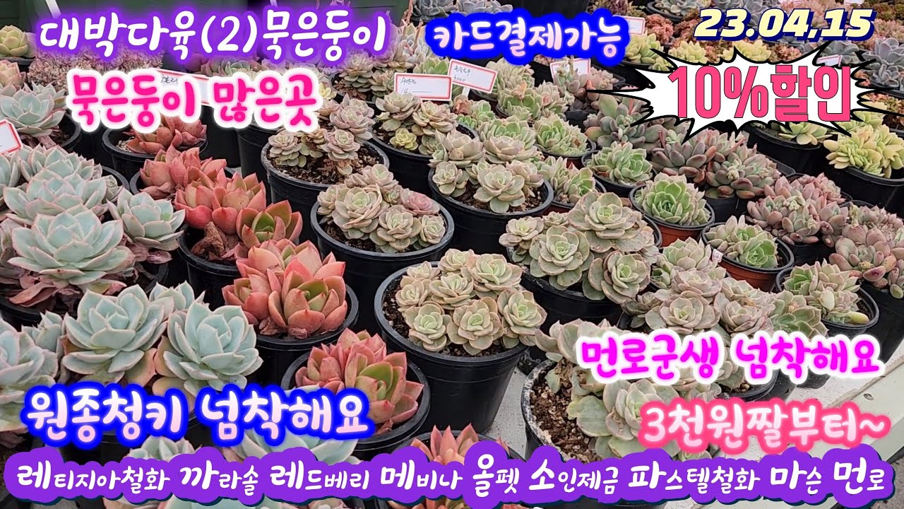 대박다육2온슬로우군생3천원원종청키레티지아철화까라솔레드베리메비나올펫소인제금파스텔수연금앙블리마슨먼로군생룬데리레드글로우파이어렌시아 Youtube