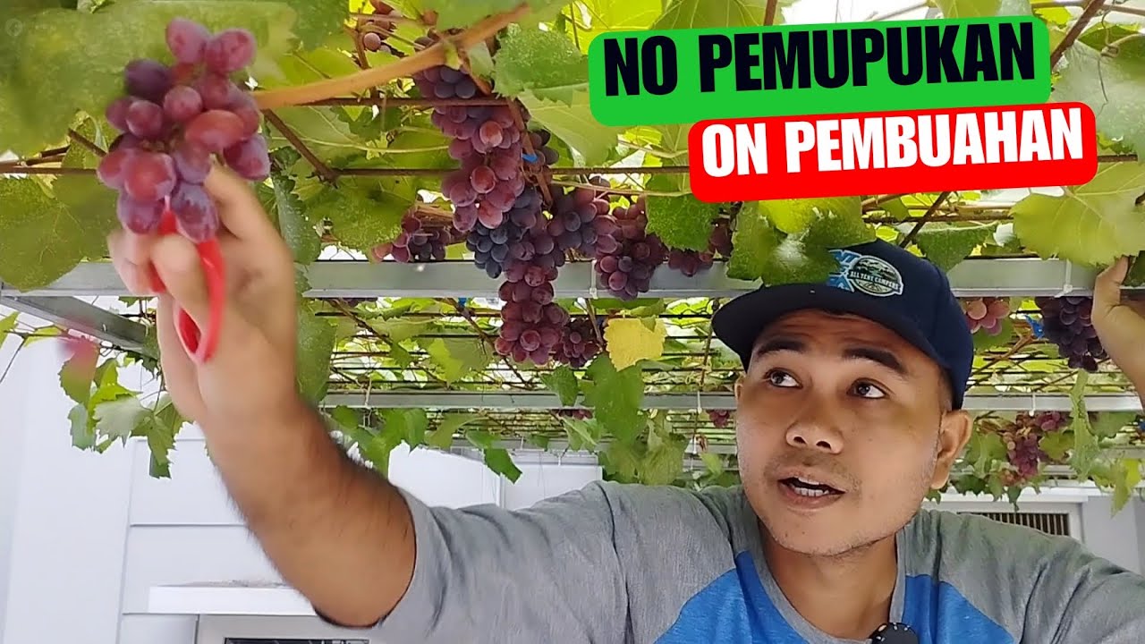 Sumpah Ini Unik! Dari Tanam Sampai Jelang Panen, No Pupuk - No Ribet ...