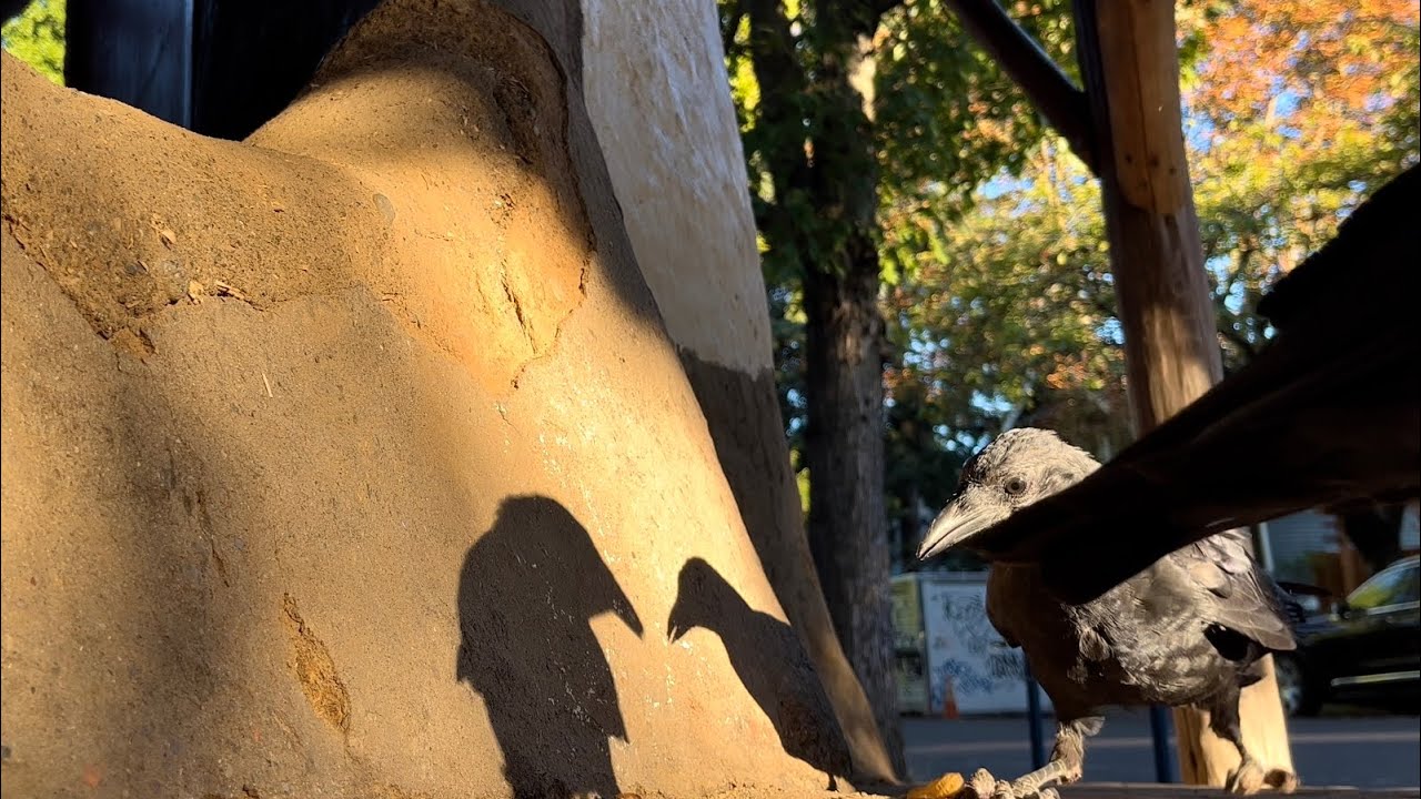 Crow Cam: Shadow Puppets - YouTube