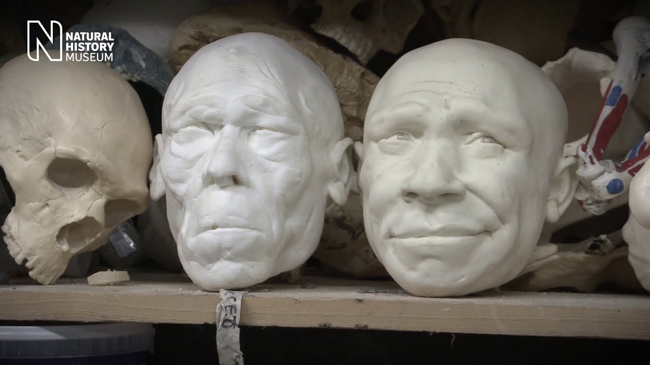 Neanderthal Skull Front