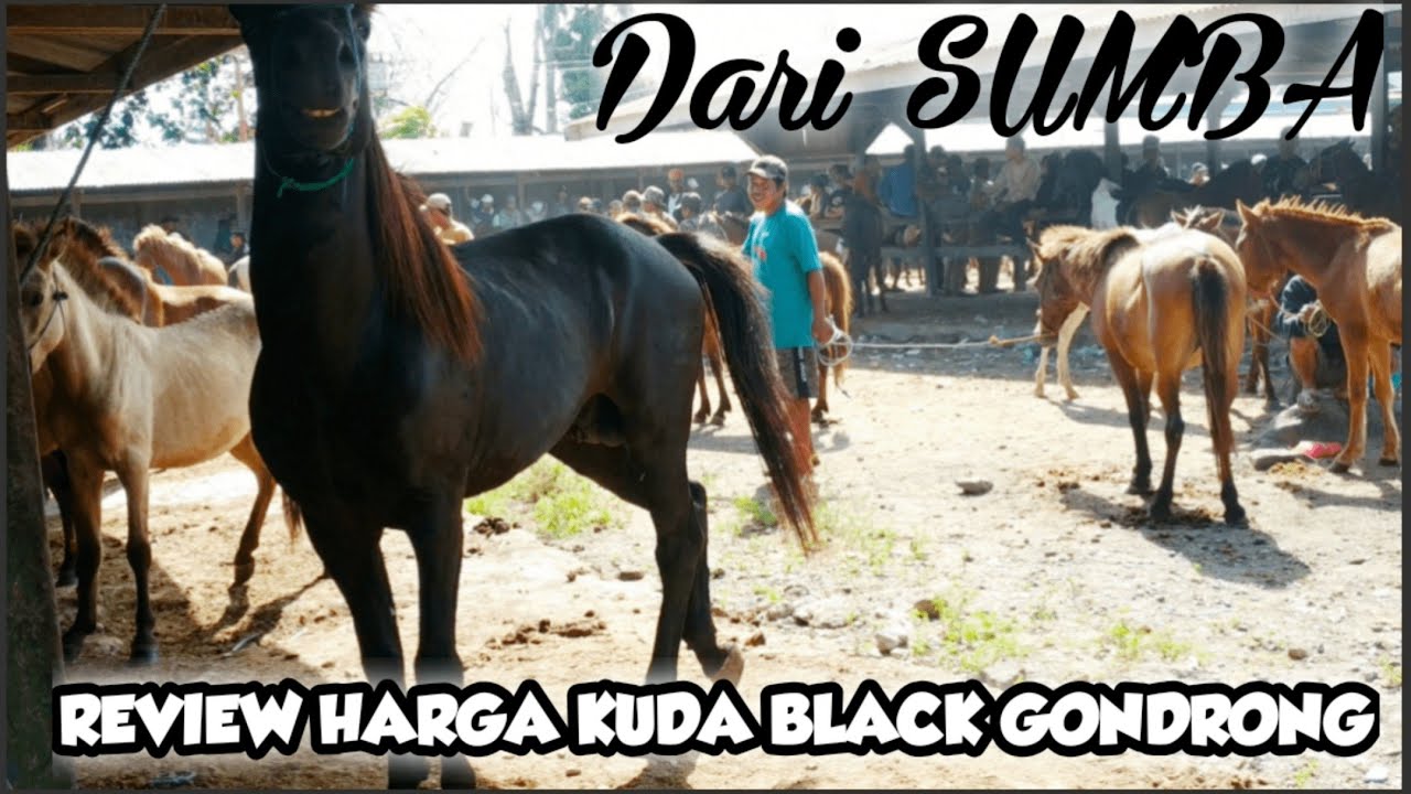 Kuda Black Gondrong - Hewan, Review Harga | Pasar Kuda | Kuda Part 36 ...