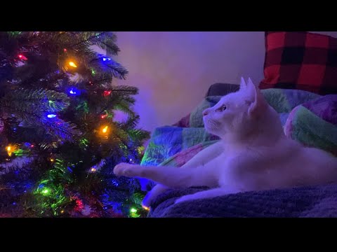 Cat Can’t Stop Staring At Christmas Lights 🎄 - YouTube