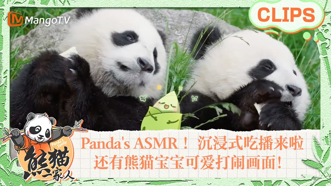 【精彩看点🐼】Panda's ASMR！沉浸式吃播来啦，配合熊猫宝宝可爱打闹画面，真的好治愈～｜《熊猫一家人Panda‘s Family ...