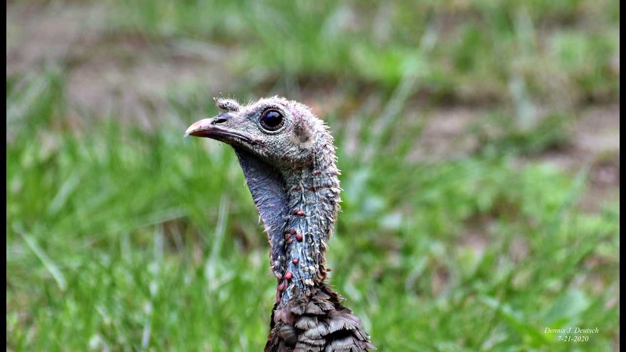 Mama Turkey & Her Youngins - YouTube