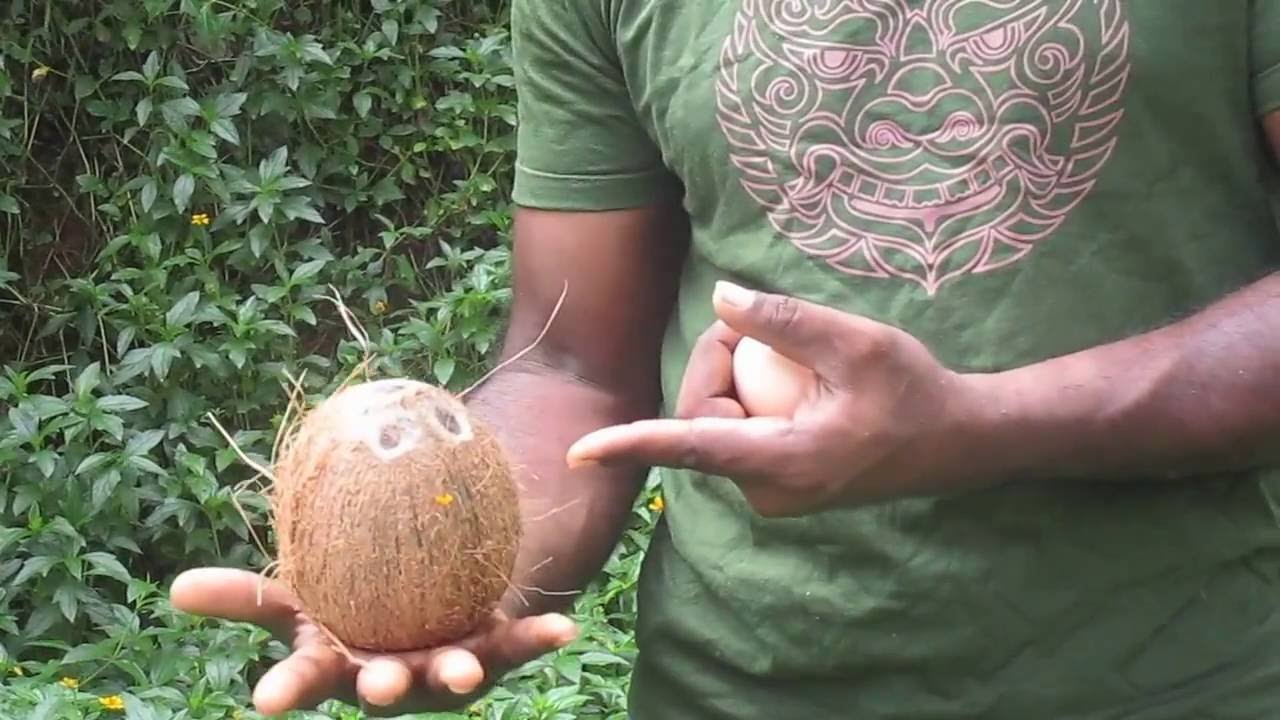 water divining using egg and coconut - YouTube