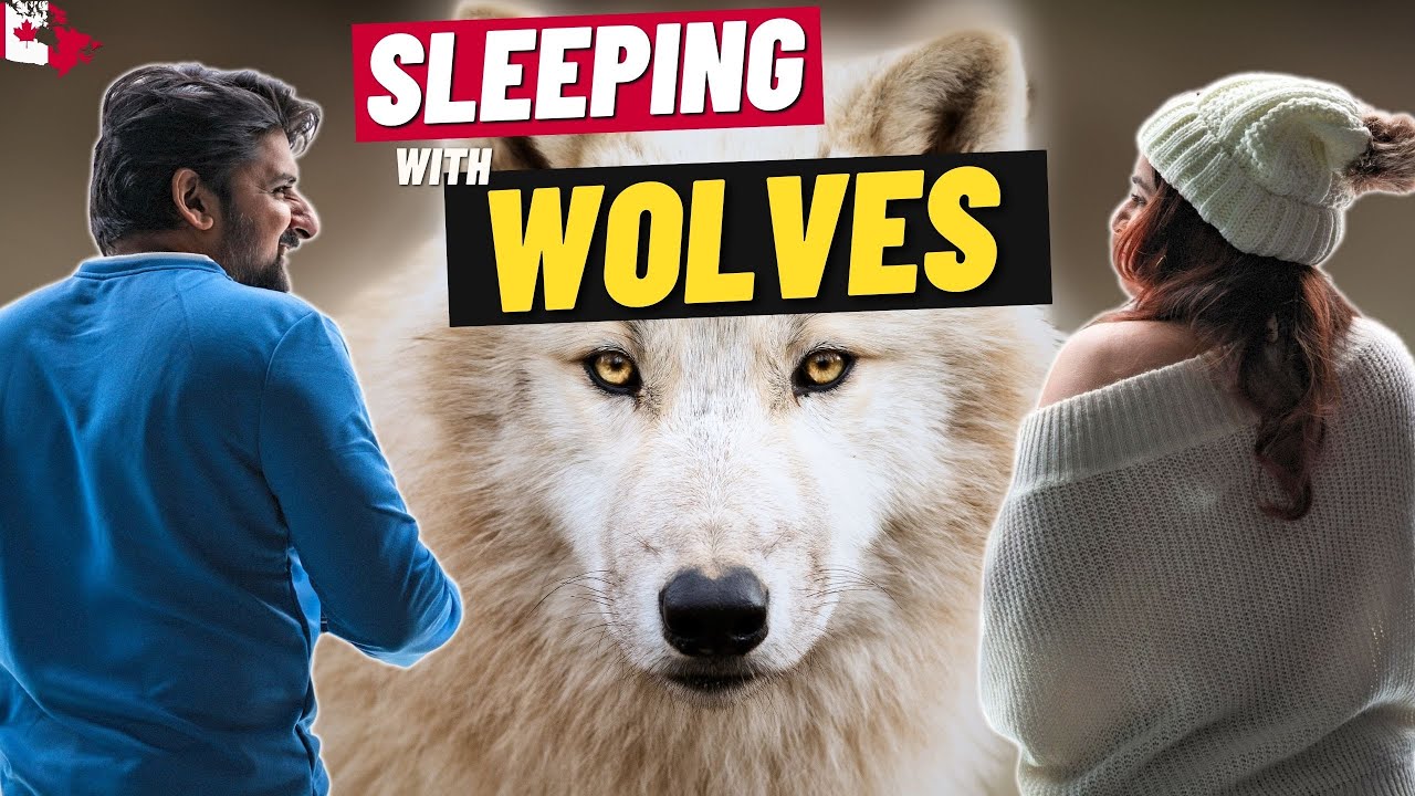 Sleeping with Wolves at Parc Omega - Wolf Suite & Parc Omega Tour in Winter | Quebec, Canada ...