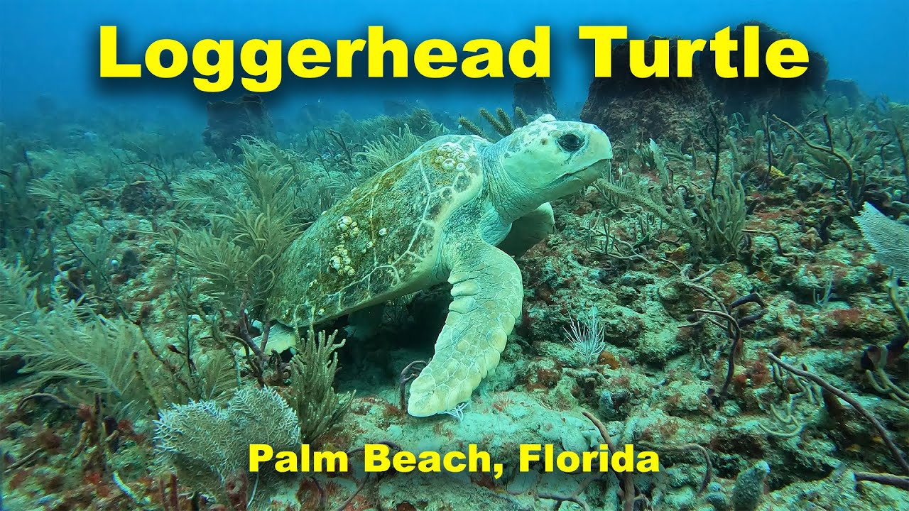 Loggerhead Turtle, Palm Beach, Florida - YouTube