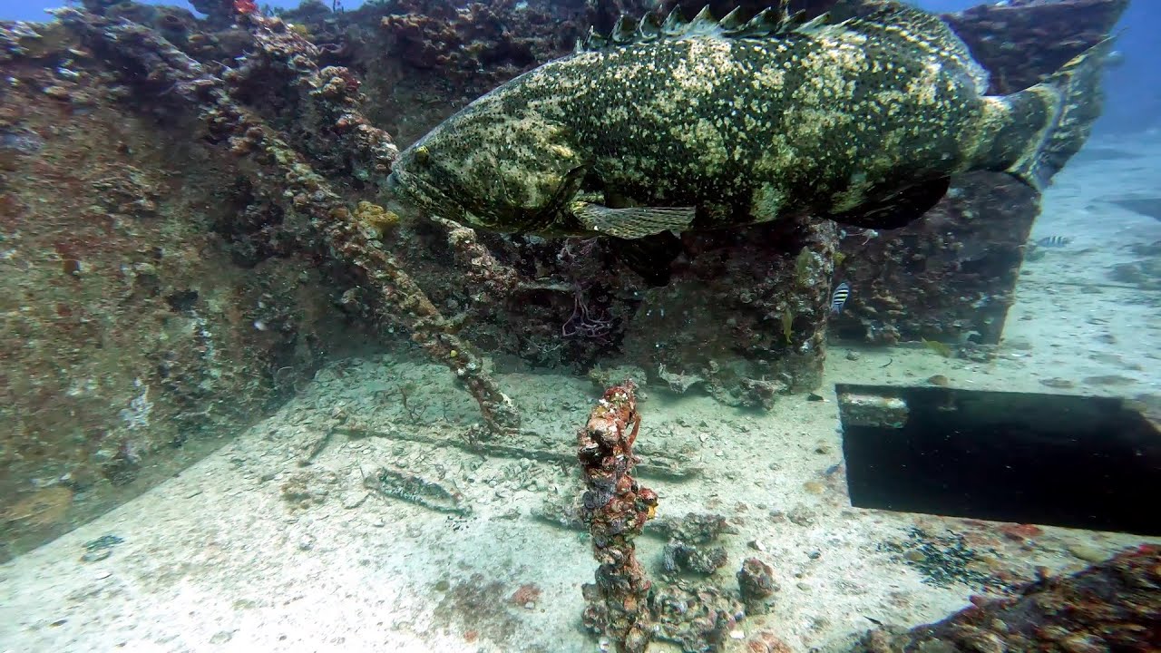 Scuba Diving the best wreck in Key Largo: The Spiegel Grove! - YouTube