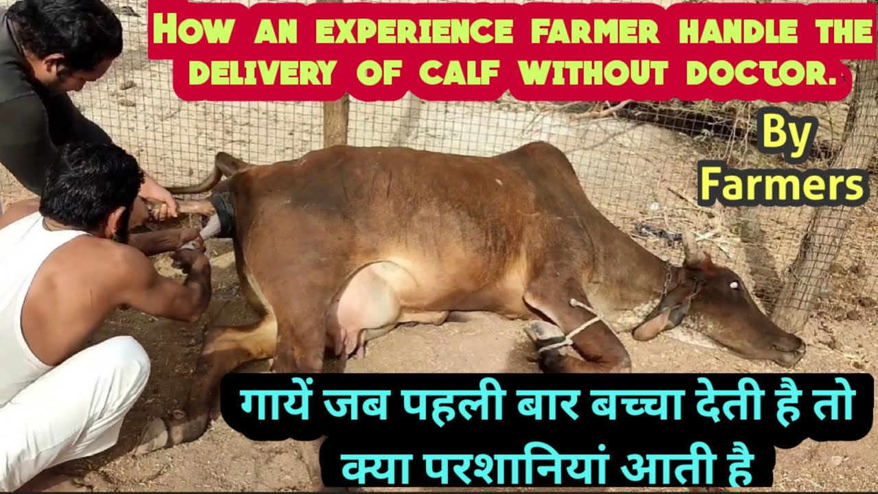 How an experience farmer handle the delivery of calf without doctor ...