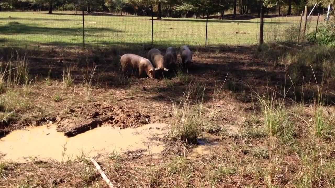 Pastured Pork Project Underway - New Pigs Arrived, and are in the ...