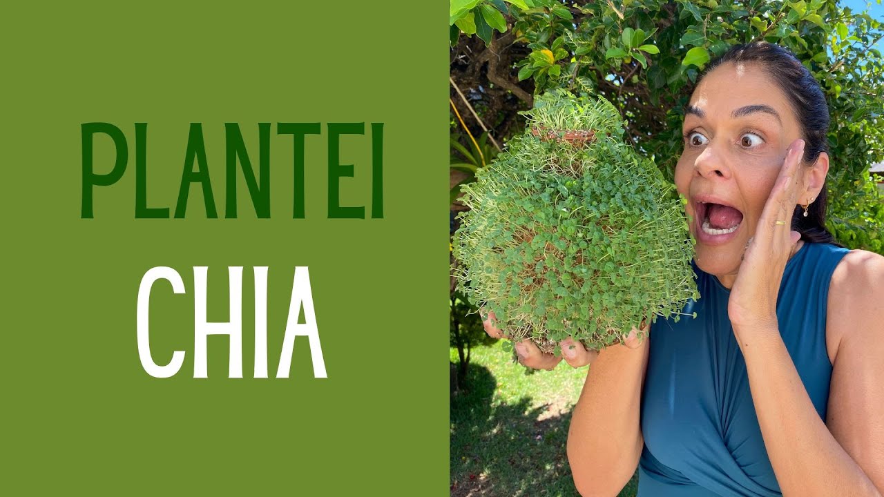JARDINAGEM: Como cultivar broto de chia em casa e seus benefícios - YouTube