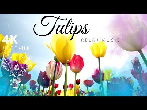 Thoughtful Tulips: 4K Video with Peaceful Music