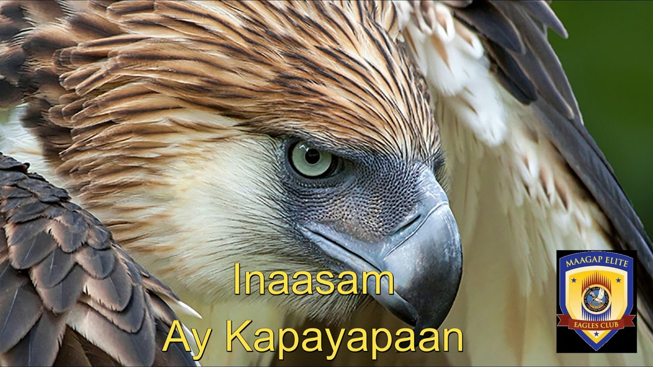 TFOE - PE Hymn by Maagap Elite Eagles Club - YouTube
