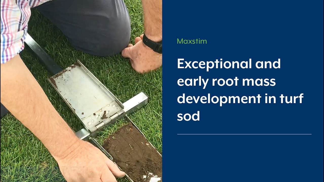 Exceptional and early root mass development in turf sod - YouTube