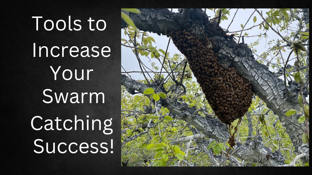 Swarm Catching Essentials - YouTube