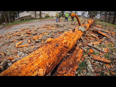 This Tree Exploded! Tree Felling Mess! - YouTube