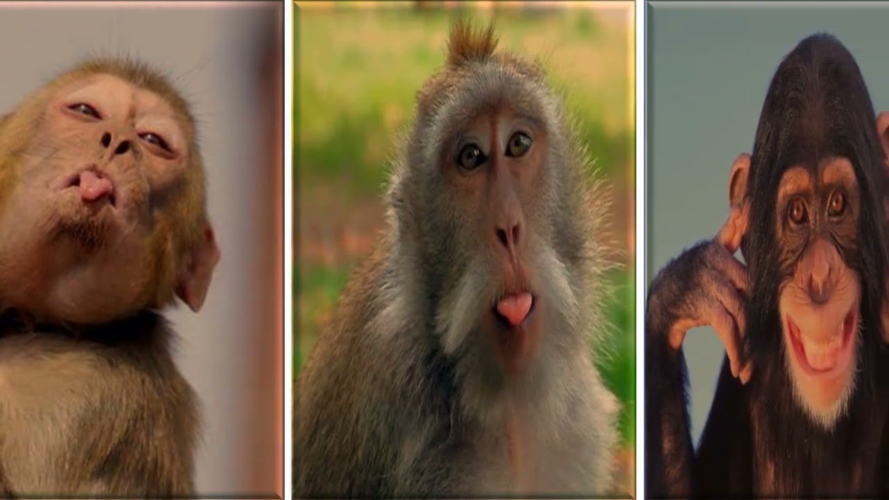 Some funny poses of monkeys🐵🐵🐵|Interesting Data - YouTube