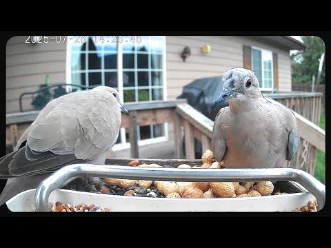 Bad Feather Day - YouTube