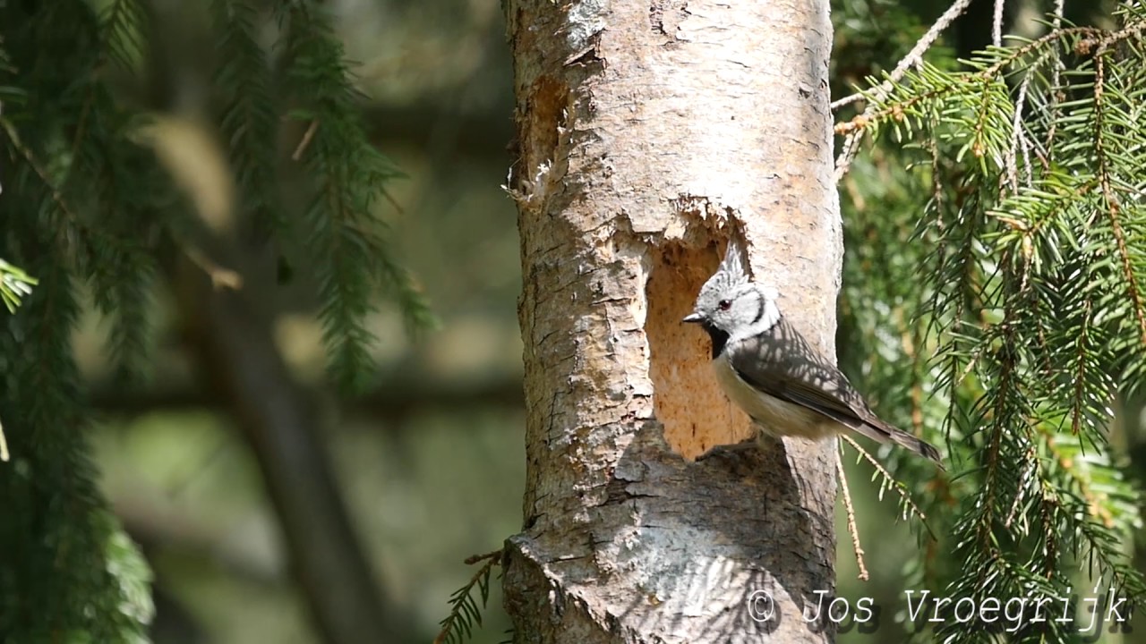kuifmees, European Crested Tit, Parus cristatus - YouTube
