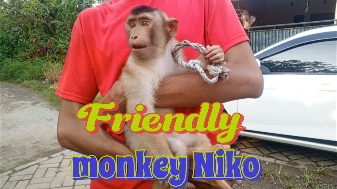 monkey niko is not fierce, he is friendly #monkey - YouTube