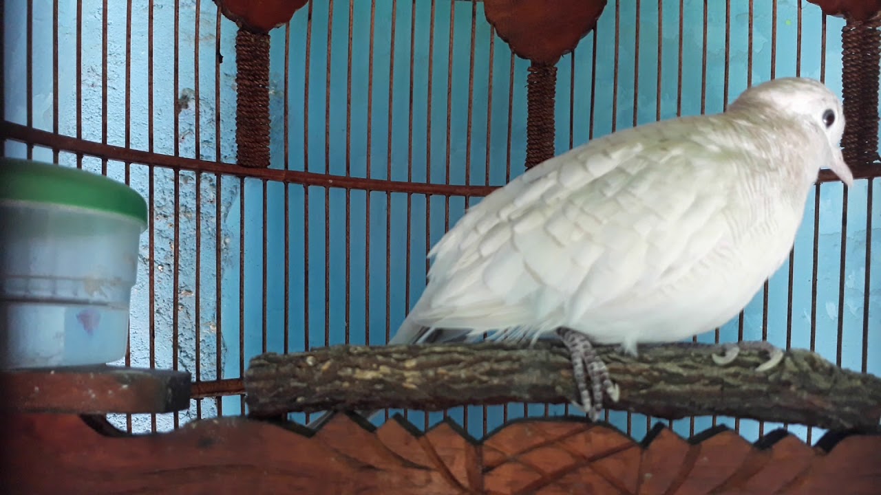 Perkutut Lokal Putih Lurik - YouTube