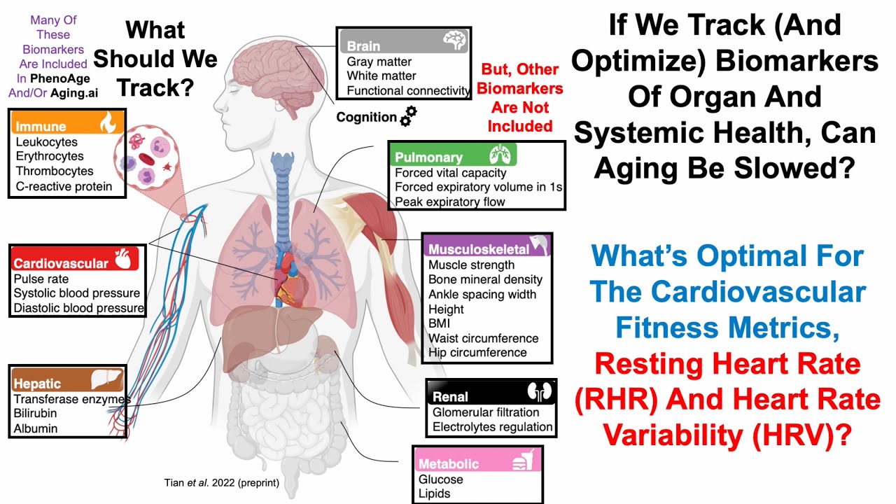 Resting Heart Rate And Heart Rate Variability What s Optimal 1 502