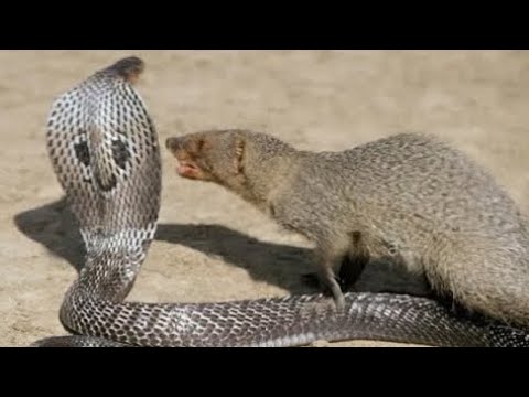 mongoose and fighting to the death!!! - YouTube
