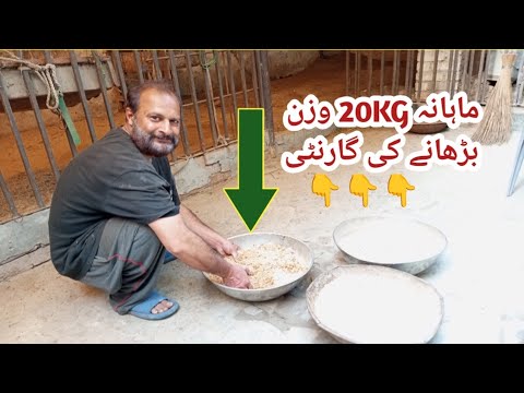 Most Famous| goat Farm of Heera bhai | بکروں | کے لئے بہترین مفید ونڈا ...