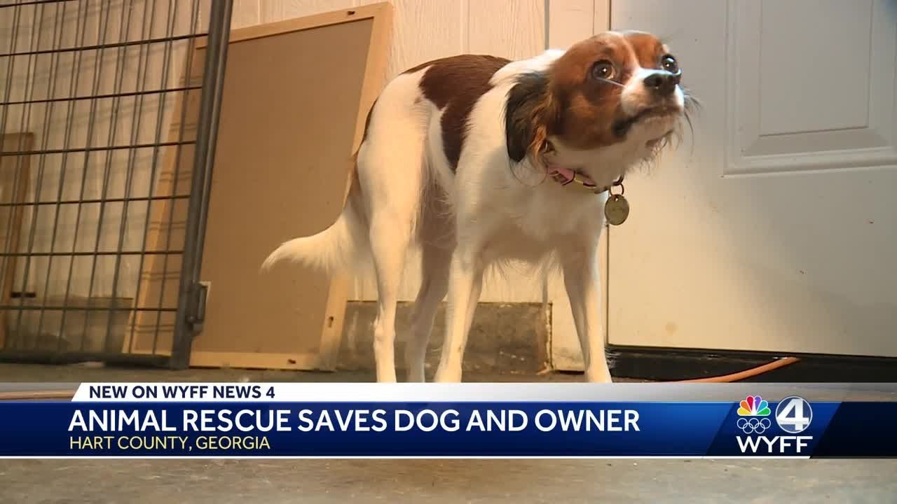 Georgia animal rescue saves homeless dog and its veteran owner - YouTube