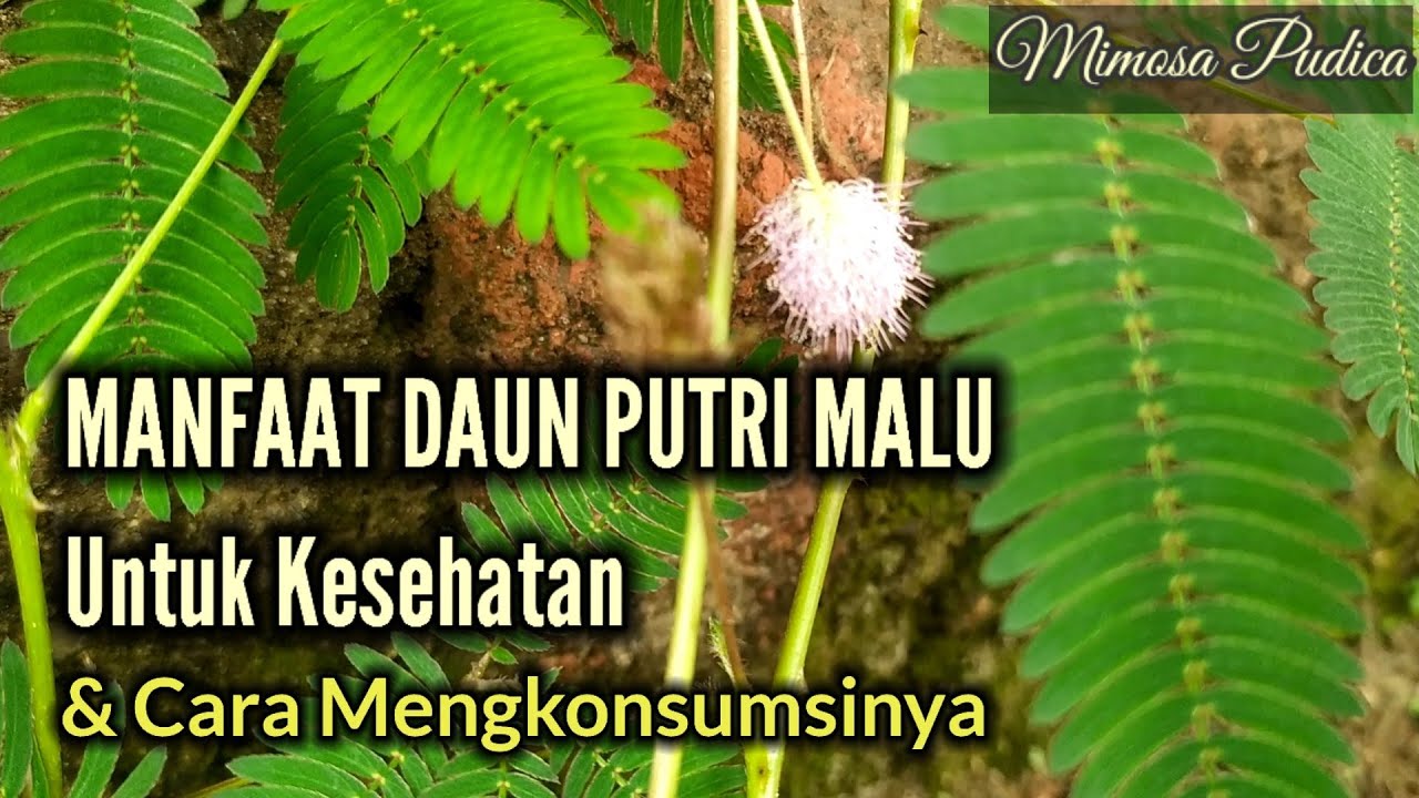 Manfaat Daun Putri Malu Untuk Kesehatan dan Cara Mengkonsumsinya - YouTube