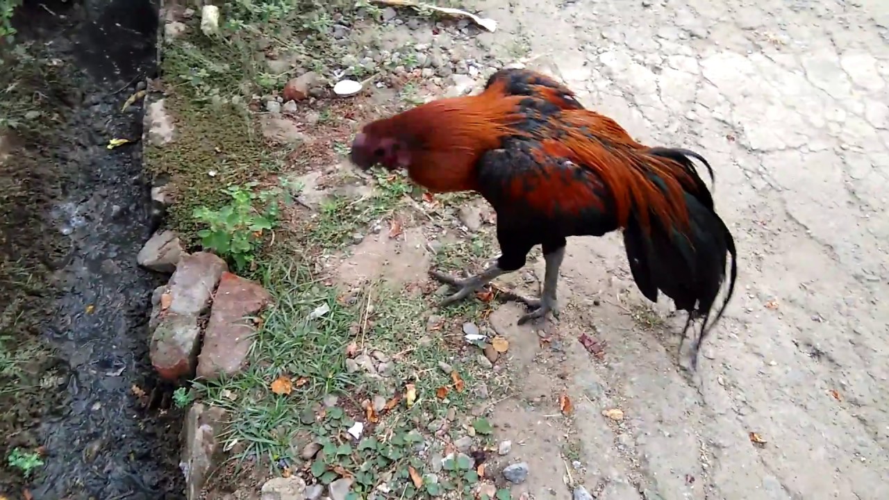 seval sandai | funny seval | comedy | love - YouTube