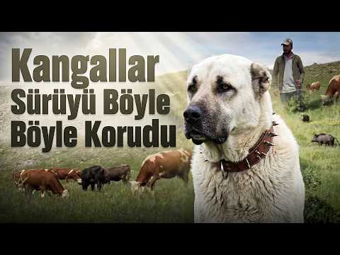Kangallardan Özel Taktik: Domuz Sürüsünü Bölgeden Böyle Geri Püskürttü