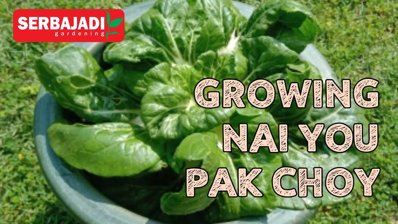 Growing Nai You Pak Choy From Seeds In A Short Time!! - YouTube
