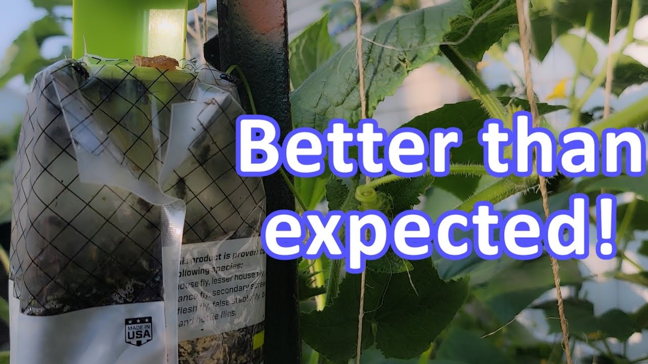 I was impressed by this Fly Trap - YouTube