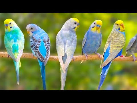 10 Hours of Non-Stop Cheerful Budgies! Enjoy the cutest moments of these playful parrots all day