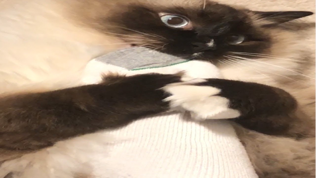 Fluff Boi Tries To Eat My Foot - YouTube