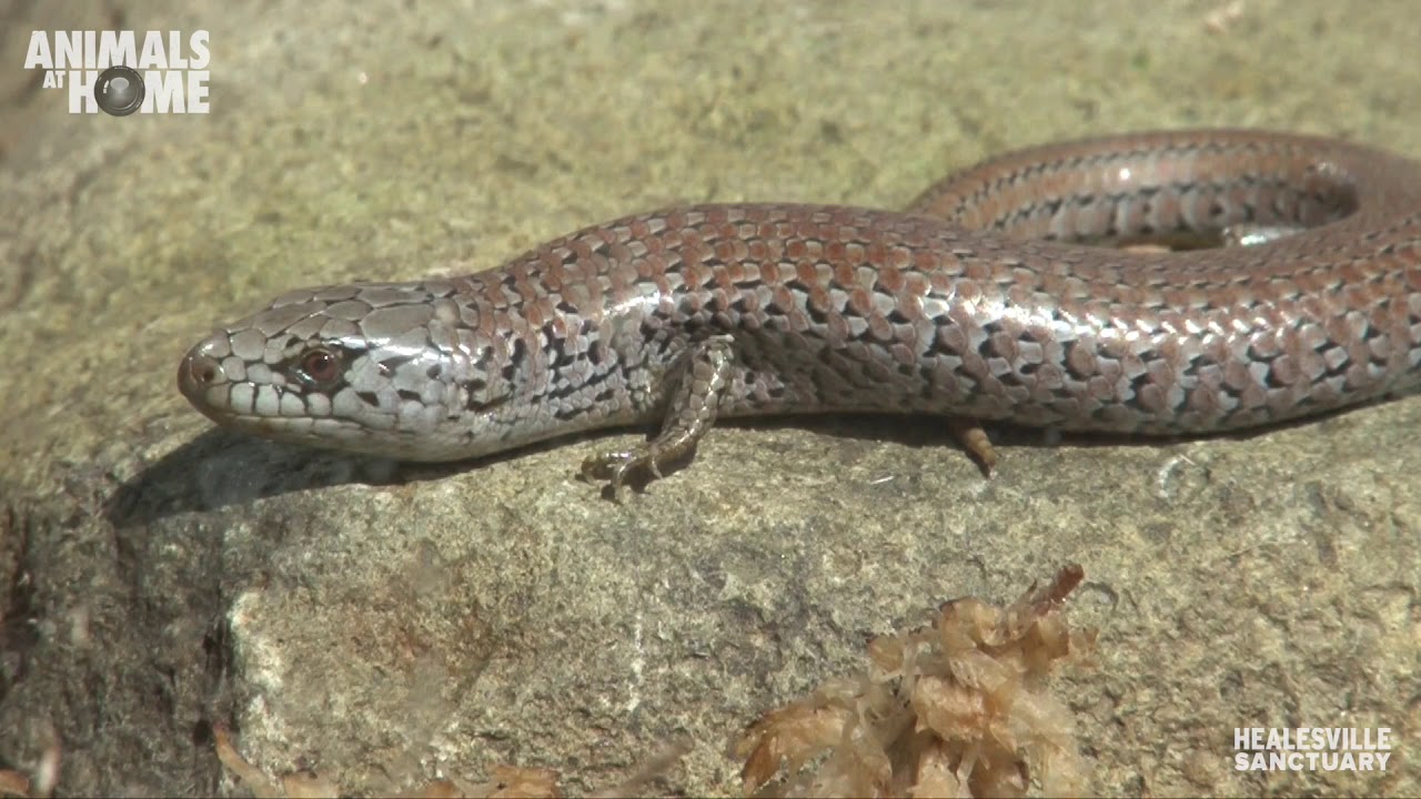 A new chalet for breeding alpine skinks - YouTube