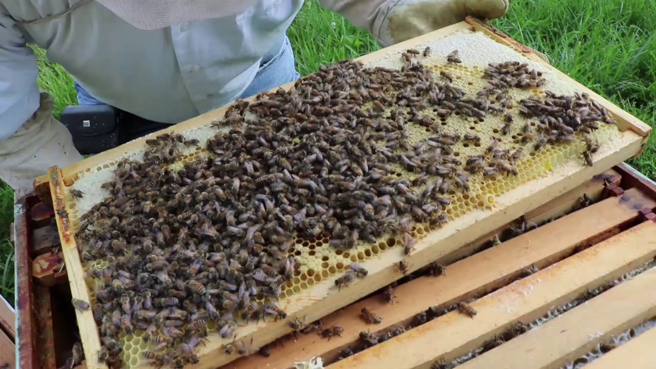 Queen Cells Developing in Hive Split - YouTube