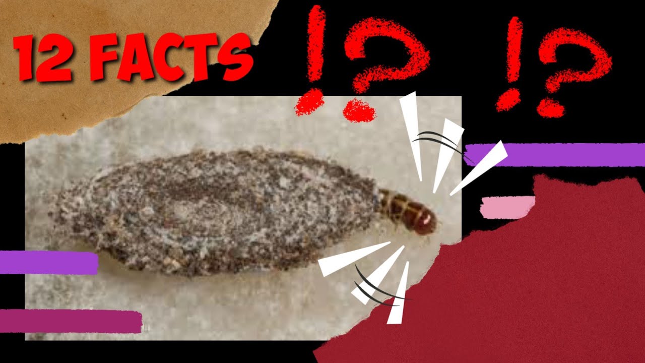 Fakta Menarik tentang Kamitetep|| Phereoeca Uterella||Household ...