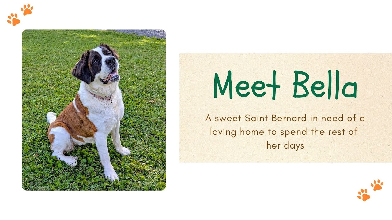 Meet Bella: A Saint Bernard in Need of a Caring Home - YouTube
