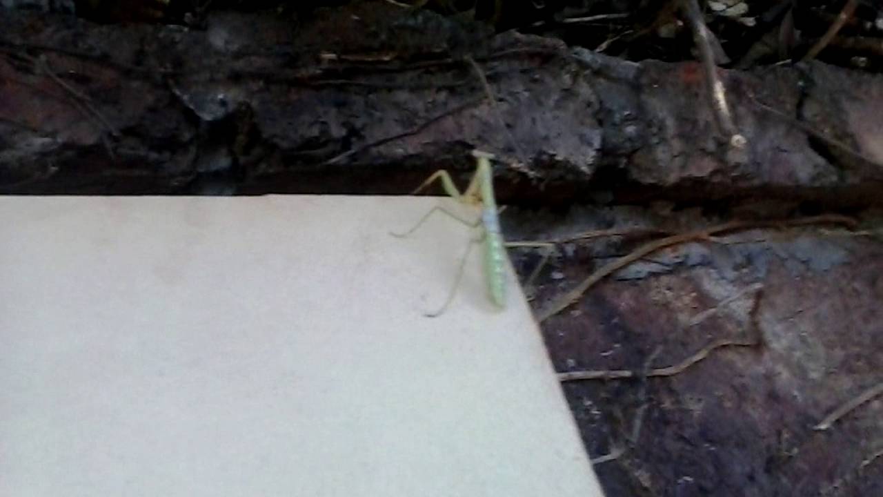 Mantis Religiosa Saltando - YouTube