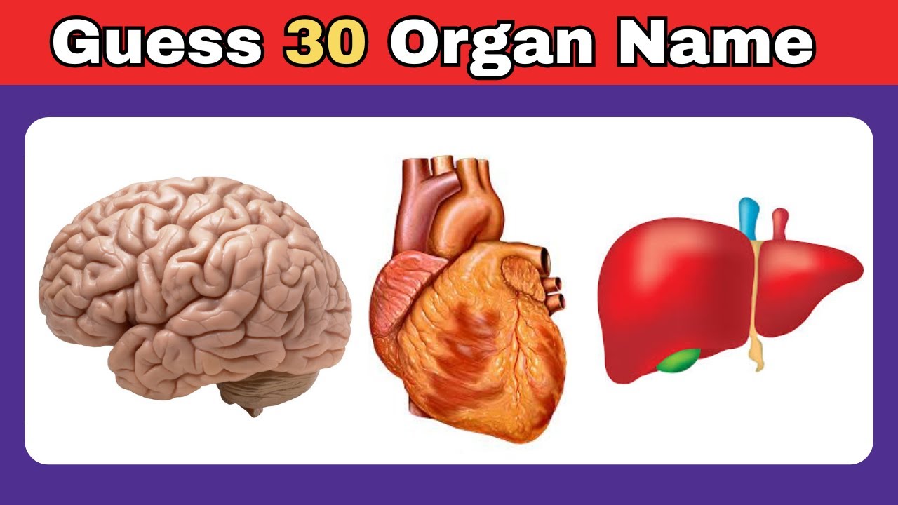 Guess 30 Human body organ name | Cn you guess human organ quiz ...