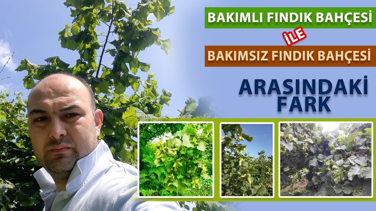 BAKIMLI FINDIK BAHÇESİ İLE BAKIMSIZ FINDIK BAHÇESİ ARASINDAKİ FARK ...