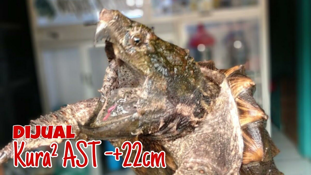 (Terjual) Kura² AST size 22cm (Aligator Snapping Turtle). Jenis Kura ...