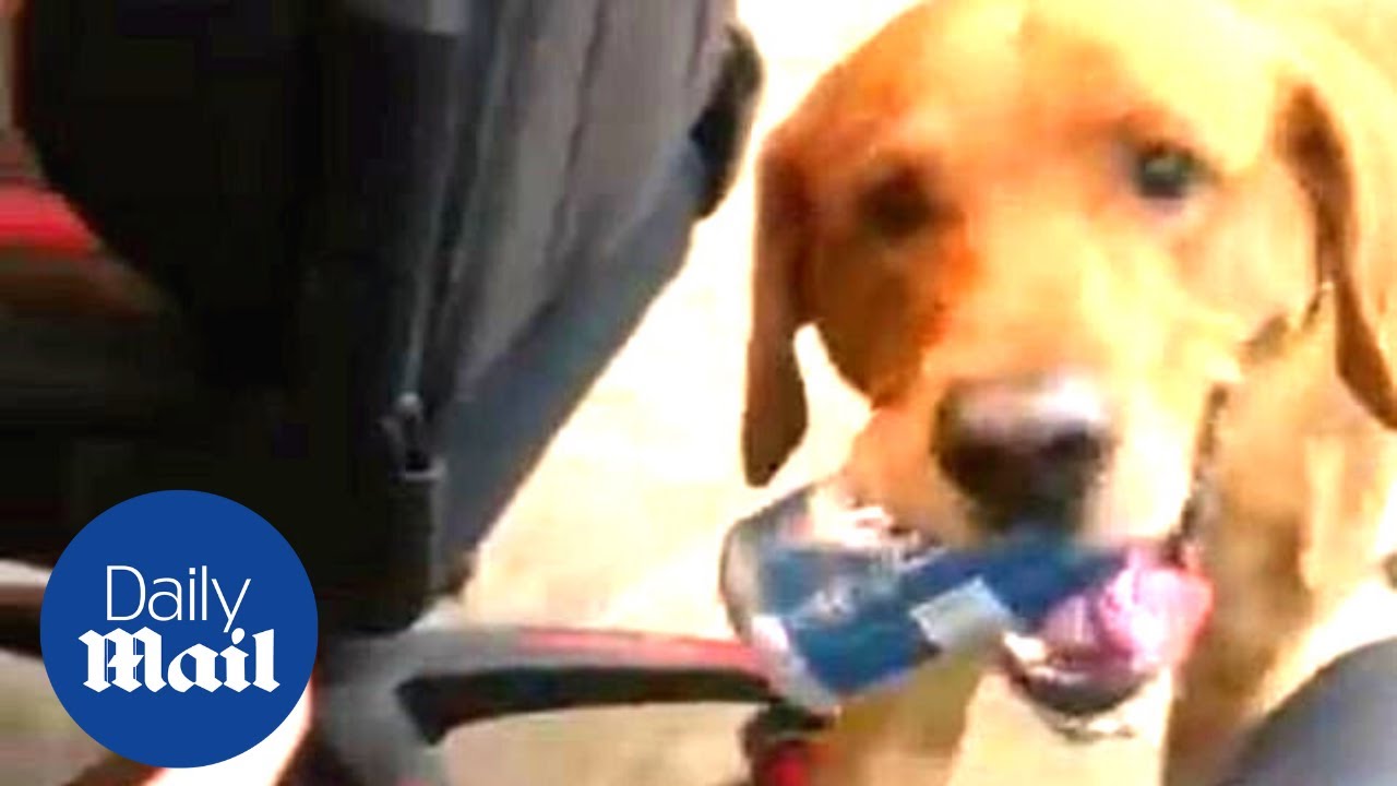 Clever dog! Boone the Labrador fetches beer from the fridge for his ...