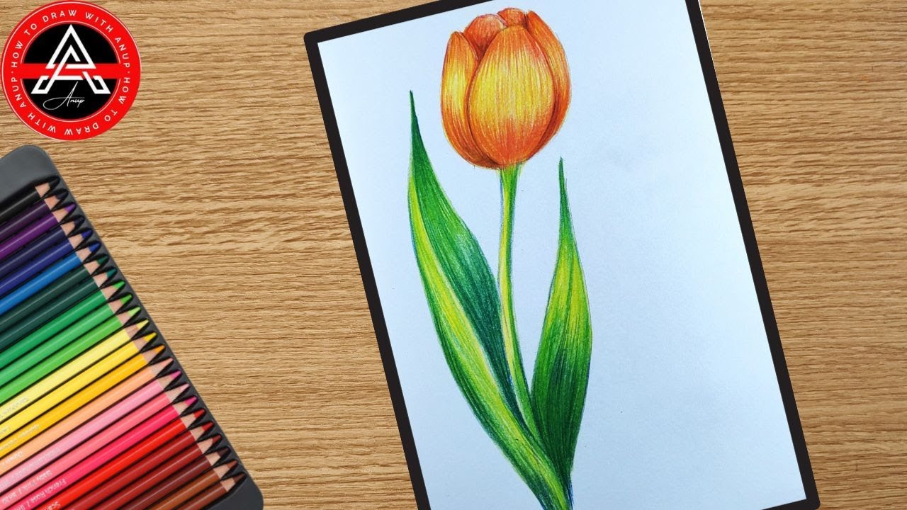 Easy Tulip Drawing /How to draw Tulip Flower / Easy Tulips Drawing For ...