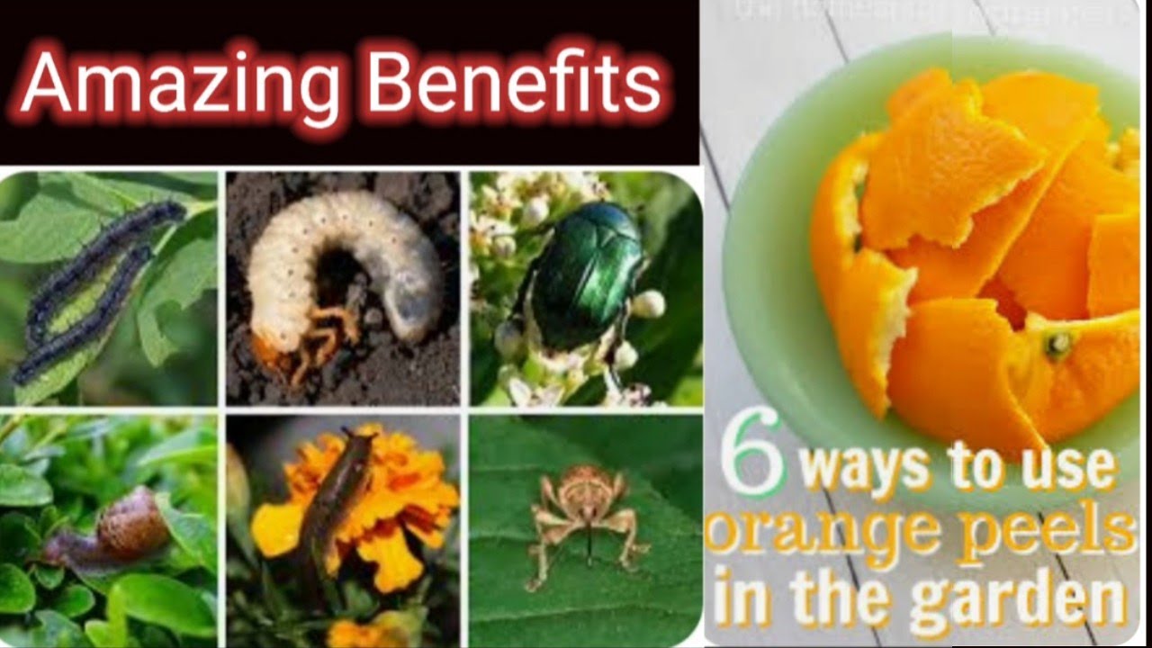 एक ही साथ पौधे की मिट्टी में डालिये या कीड़े भगाएं | How to use Orange ...
